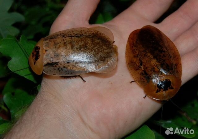 Тараканы Архимандриты