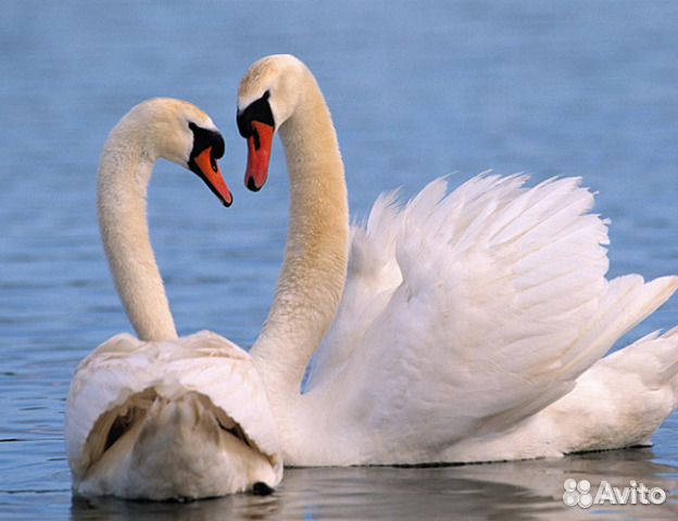 Лебеди
