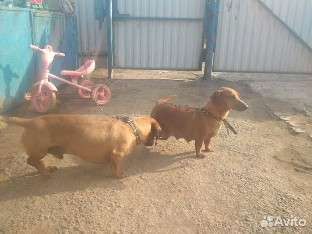 Продам щенят таксы