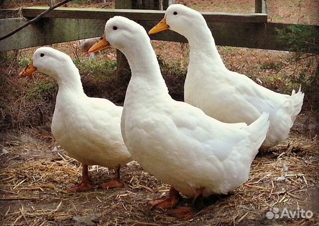 Цыплята Пекинской утки