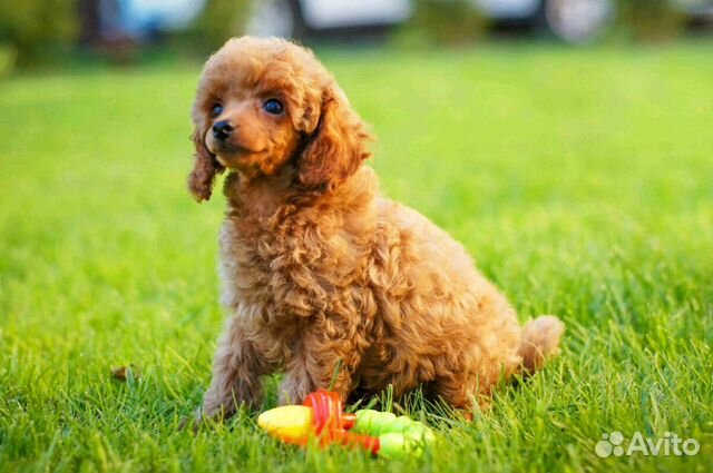 Маленькое чудо Пудель Той