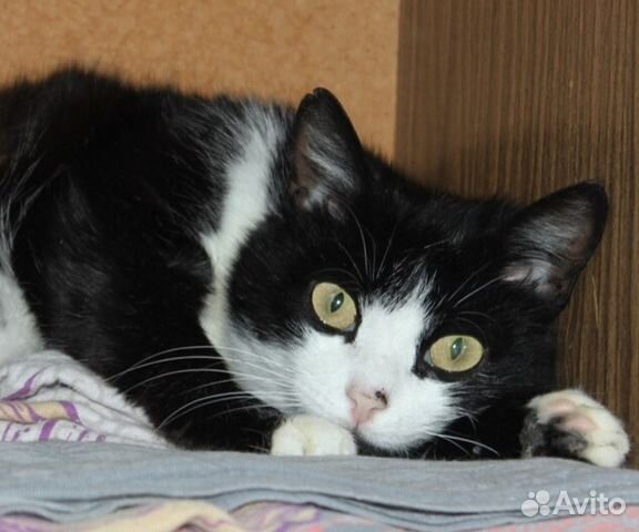 Плюшка в добрые ручки