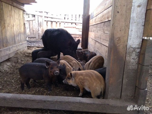 Поросята венгерской мангалицы
