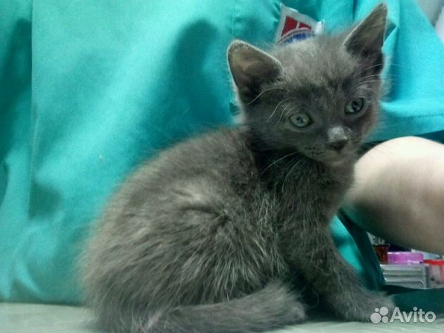 Русский голубой 1.5 мес мальчик