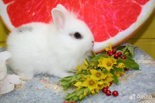 Кролики карликовые, выбор Привиты. Доставка