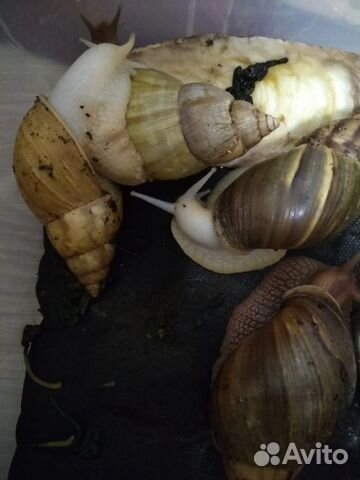 Ахатинские улитки