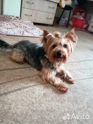Кобель для вязки- бесплатно. Здоровый йорк. 3 года