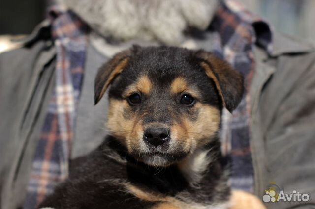 Ищем дом Юлианне