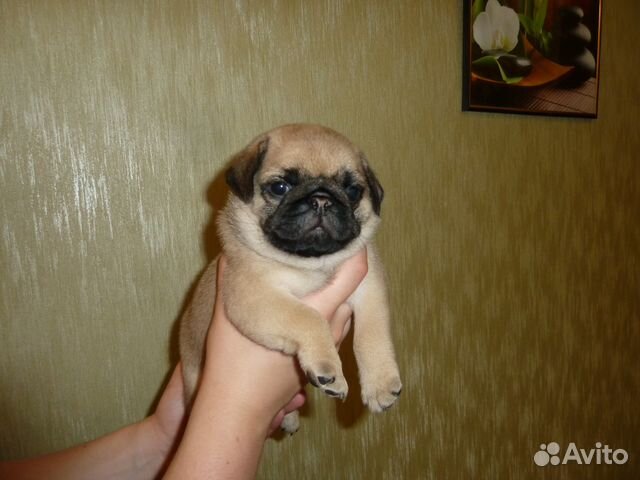 Щенок мопса с документами мальчик от чемпиона