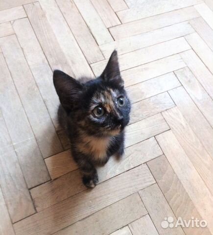 Ласковый котенок-девочка метис в дар - 3 мес