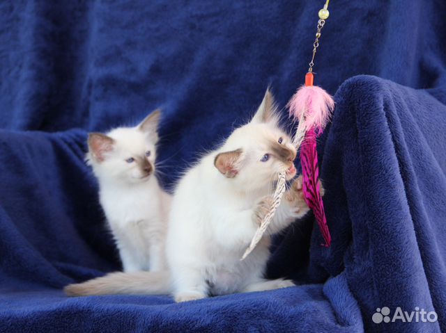 Балинезийские котята