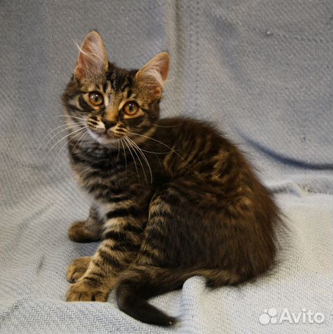 Метис сибирской кошки