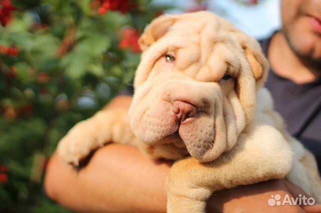 Щенки шарпея питомник чемпионов