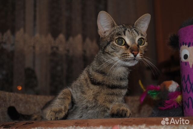 Миниатюрная Нюша, 1 год