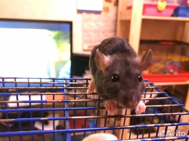 Маленькие крысята