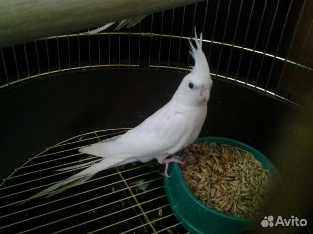 Белые безщекие кореллы