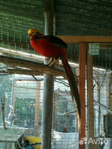 Кохинхин карликовый и золотой фазан