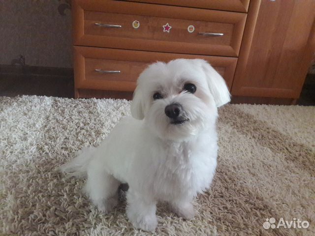 Миша ищет даму сердца