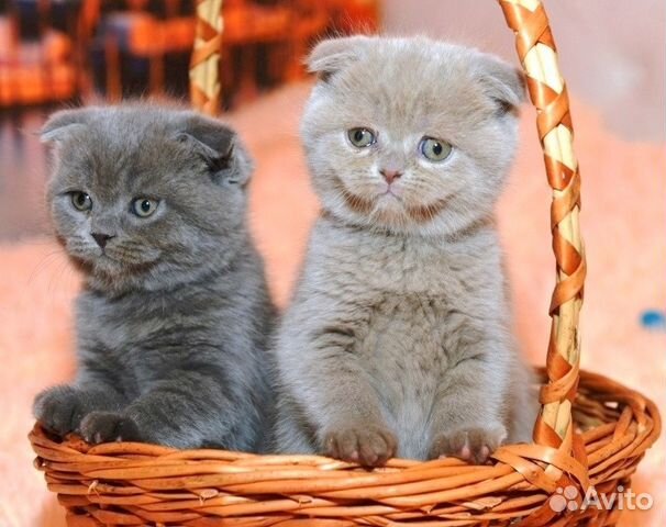 Мальчишки и девчонки