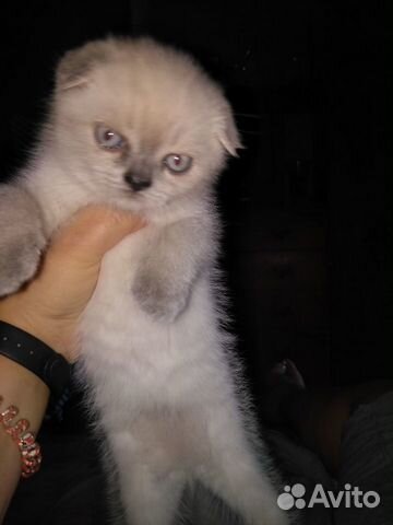 Шотландская вислоухая колор-поинт