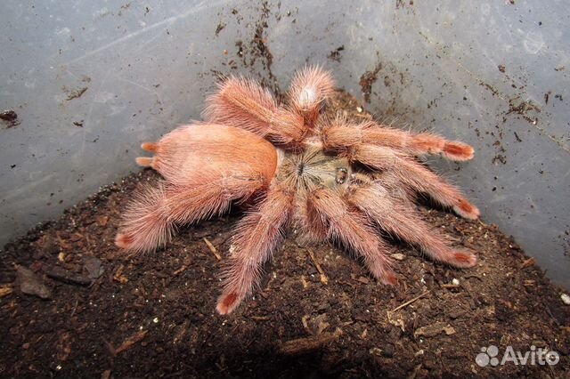 Паук Tapinauchenius gigas