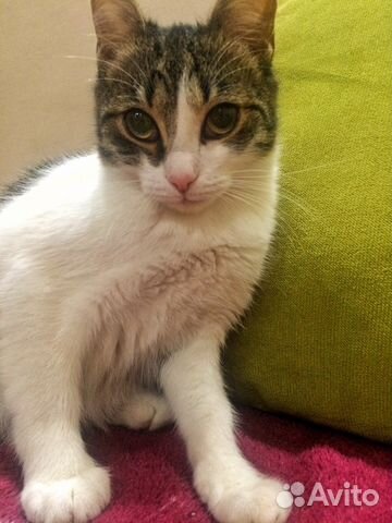 Кошка