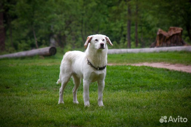 Чудесный Беляш ищет дом