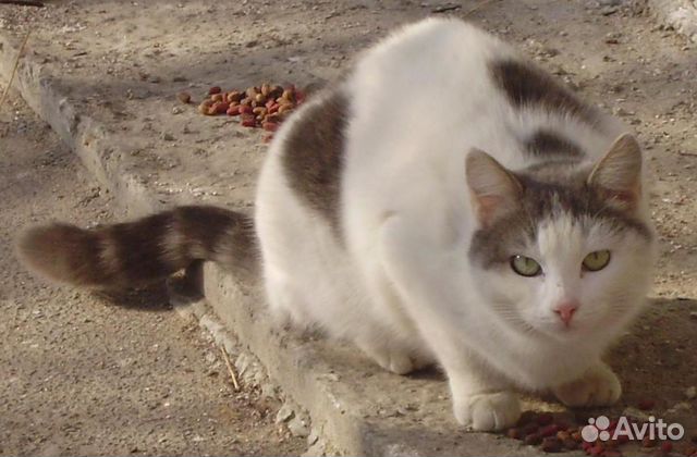 Ростов-на-Дону Мурка ищет дом