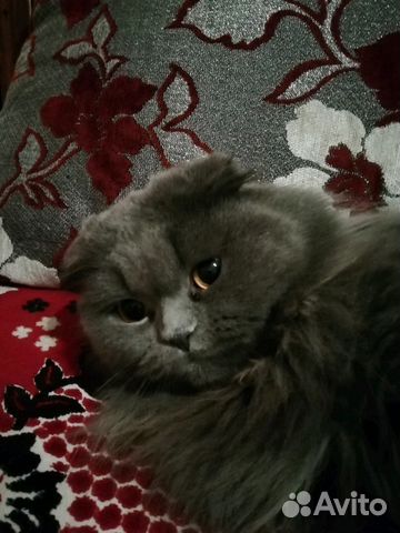 Шотландская кошка для вязки
