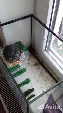 Продам черепаху