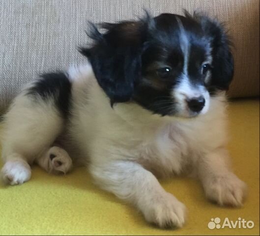 Ирис(фален)