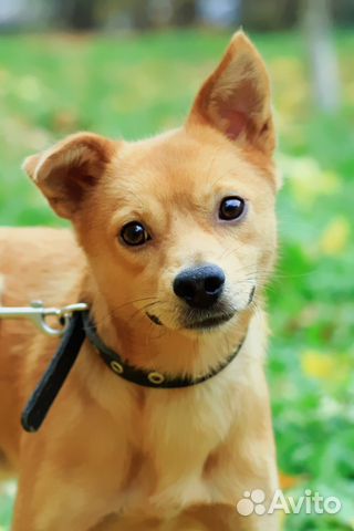 Ромео в дар