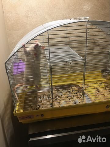 Белая крыса