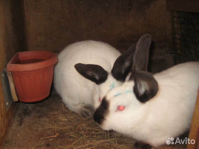 Молодые калифорнийцы