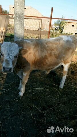 Бык семениал