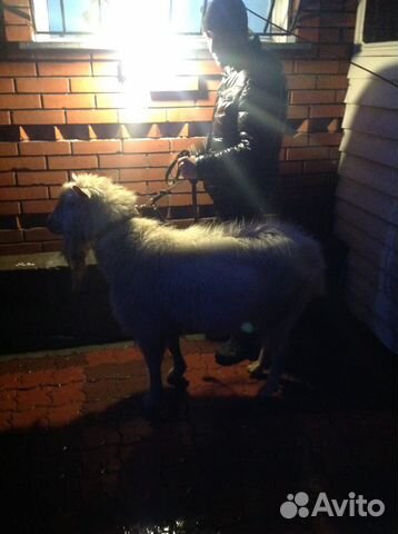 Козёл занинский на случку