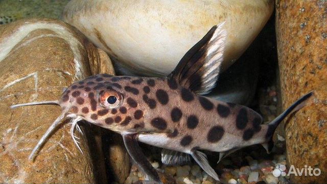 Сом кукушка