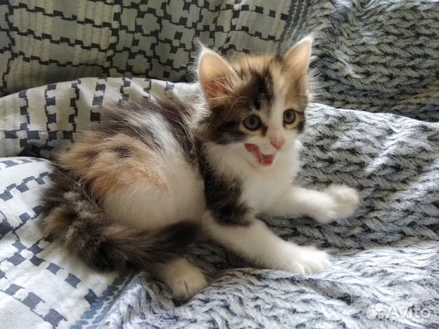 Нарядные кошечки