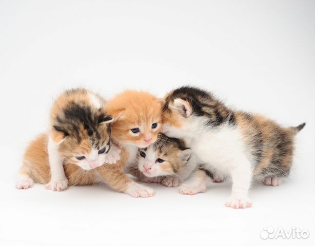 Красивые котята в добрые руки