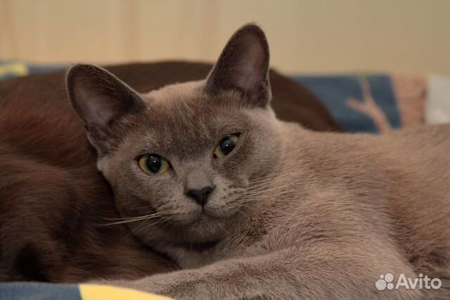 Бурма, Тонкинские котята