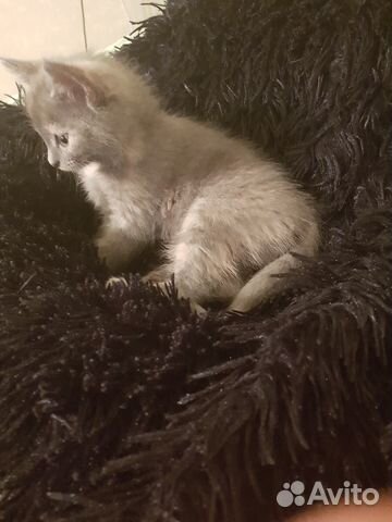 Отдам в добрые руки,пушистый комочек счастья