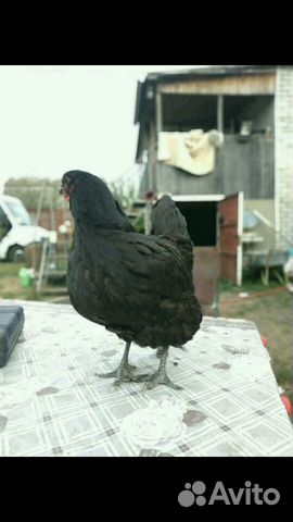 Продаются пародистые 10 месячные куры