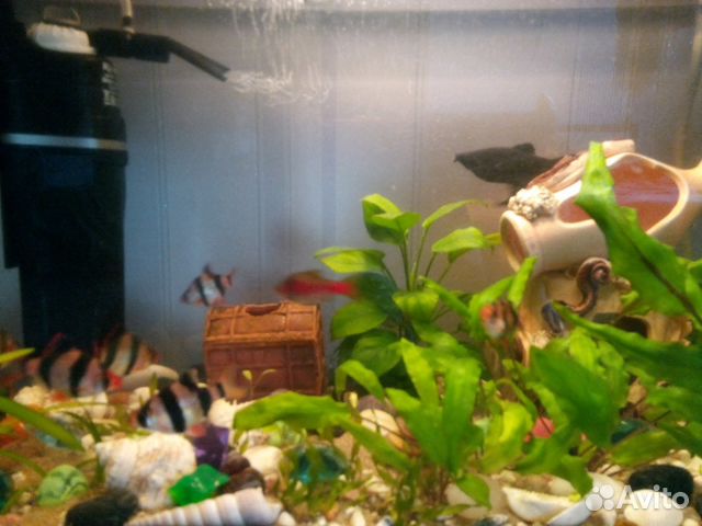 Продам аквариум 30-35 л