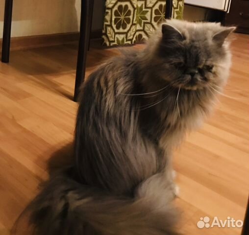 Персидская