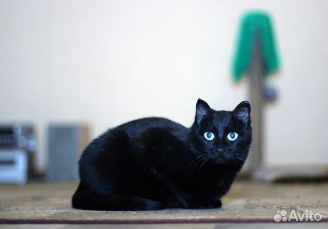 Чёрная молоденькая кошечка. Стерилизована