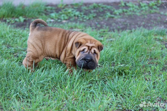 Шустрые складочки