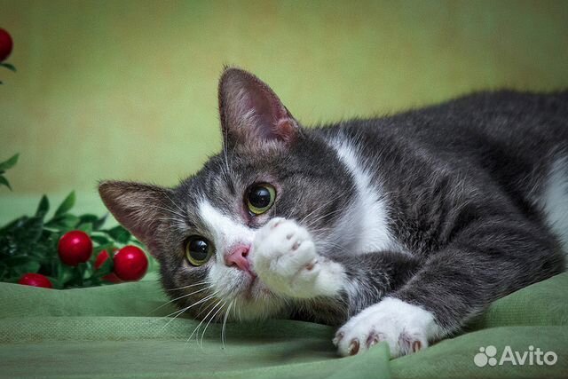 Семен-Семеныч