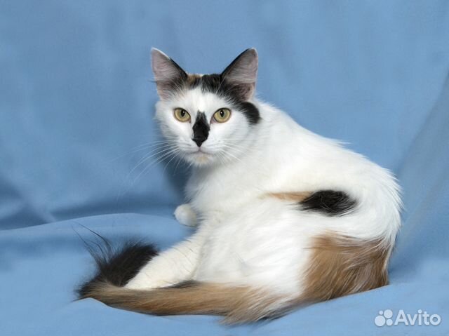 Красотка Асенька в дар