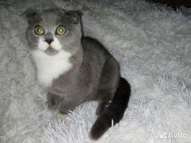 Котенок