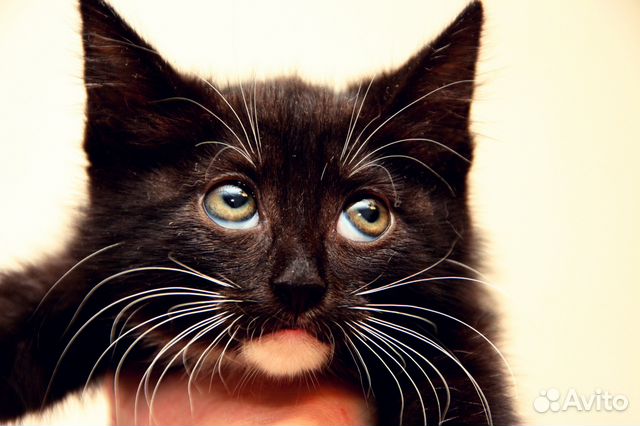 Пушистенький котусь, 1,5 месяца